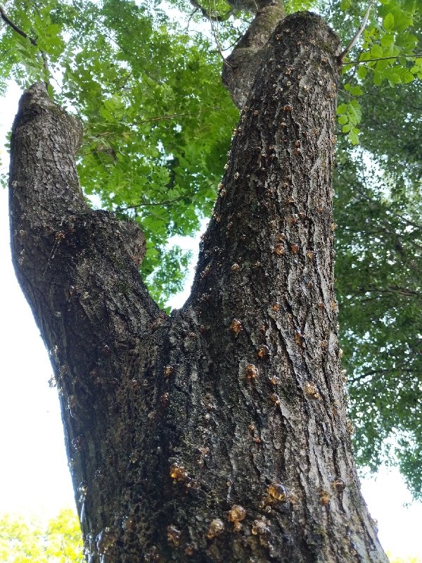 Tree Boring Insect