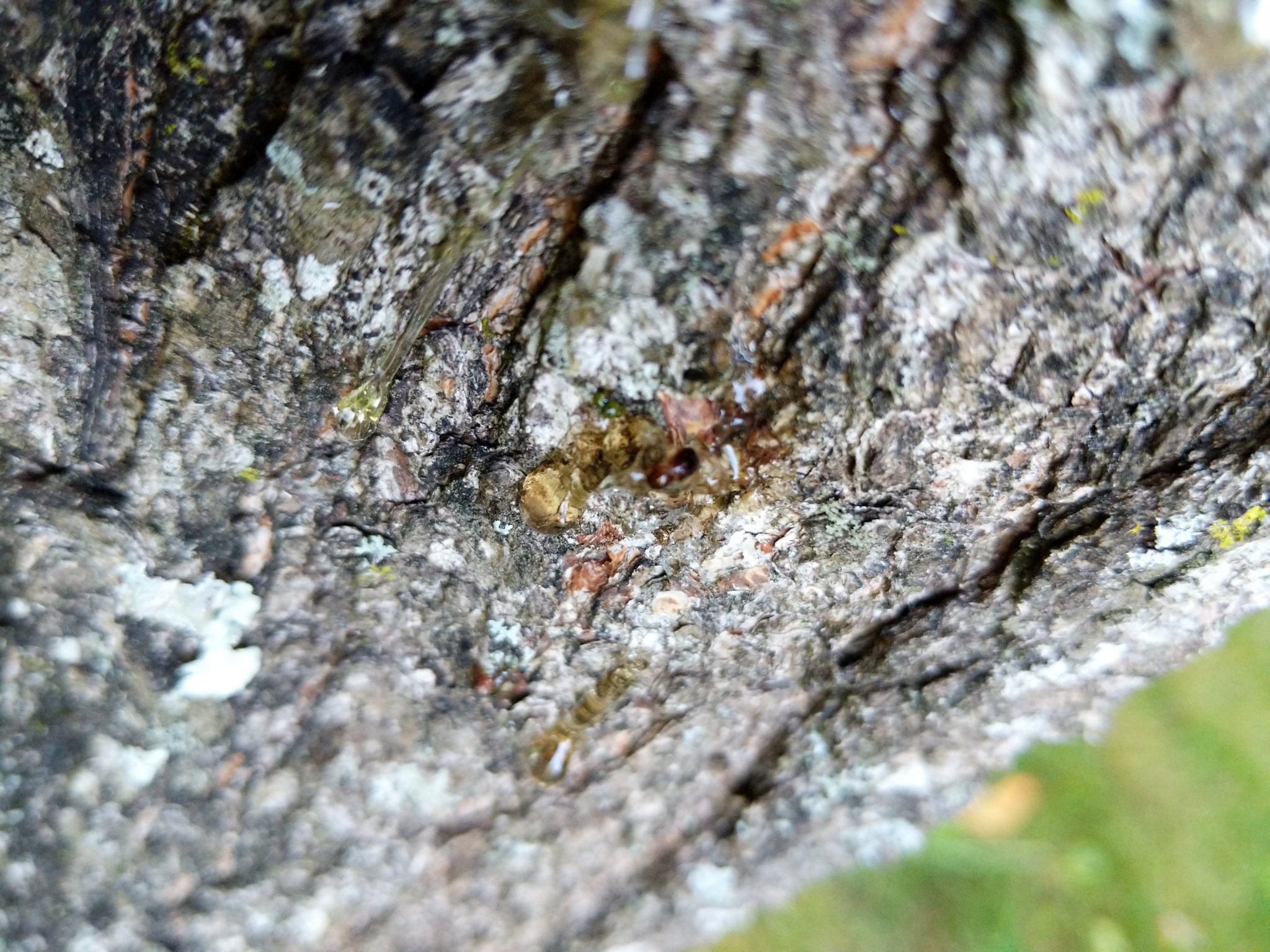 Tree Boring Insect